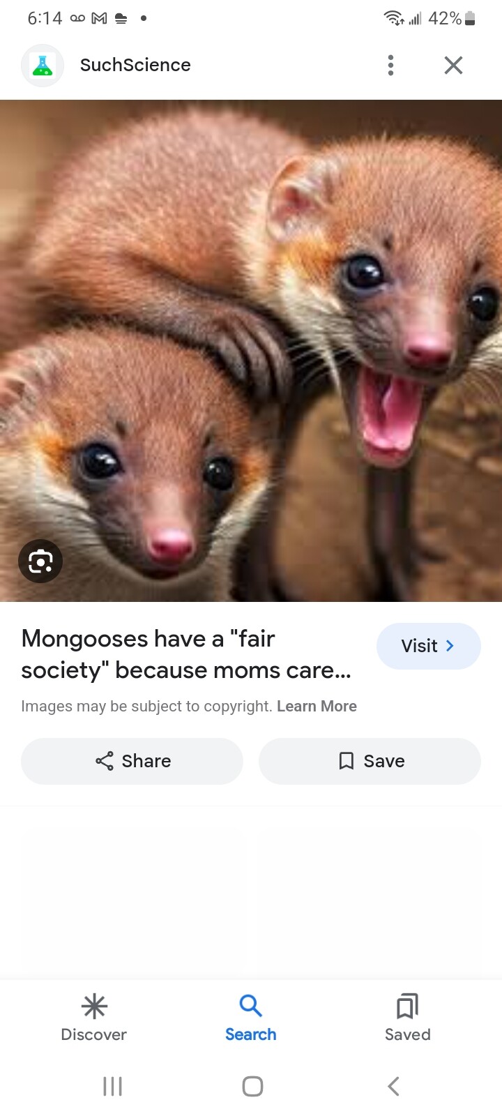 Mongoose pet - Suggestions - The Hive Forums